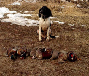 Jim Smith – Colorado – Citari Kennel | Springer Spaniels